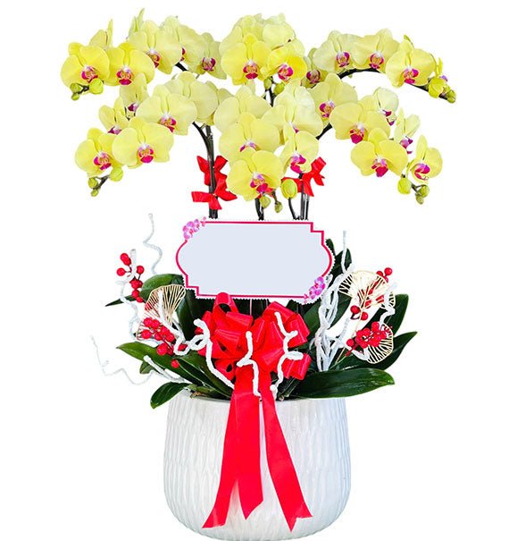 06 Stems Yellow Orchid Pot For Tet – Saigon Flowers