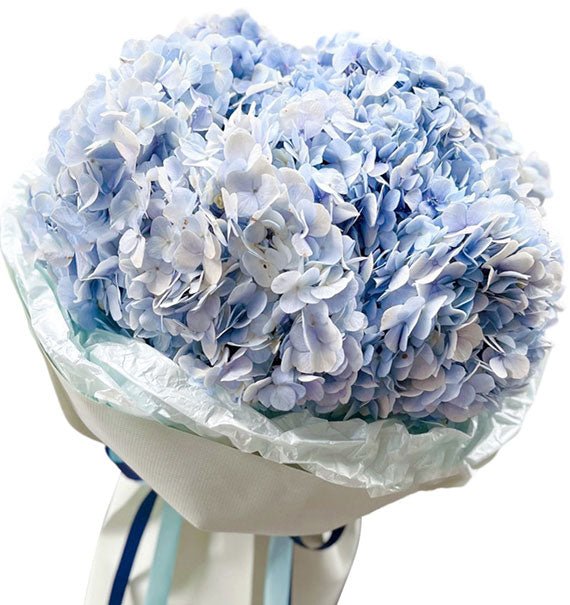 Moonlight Hydrangeas – Saigon Flowers